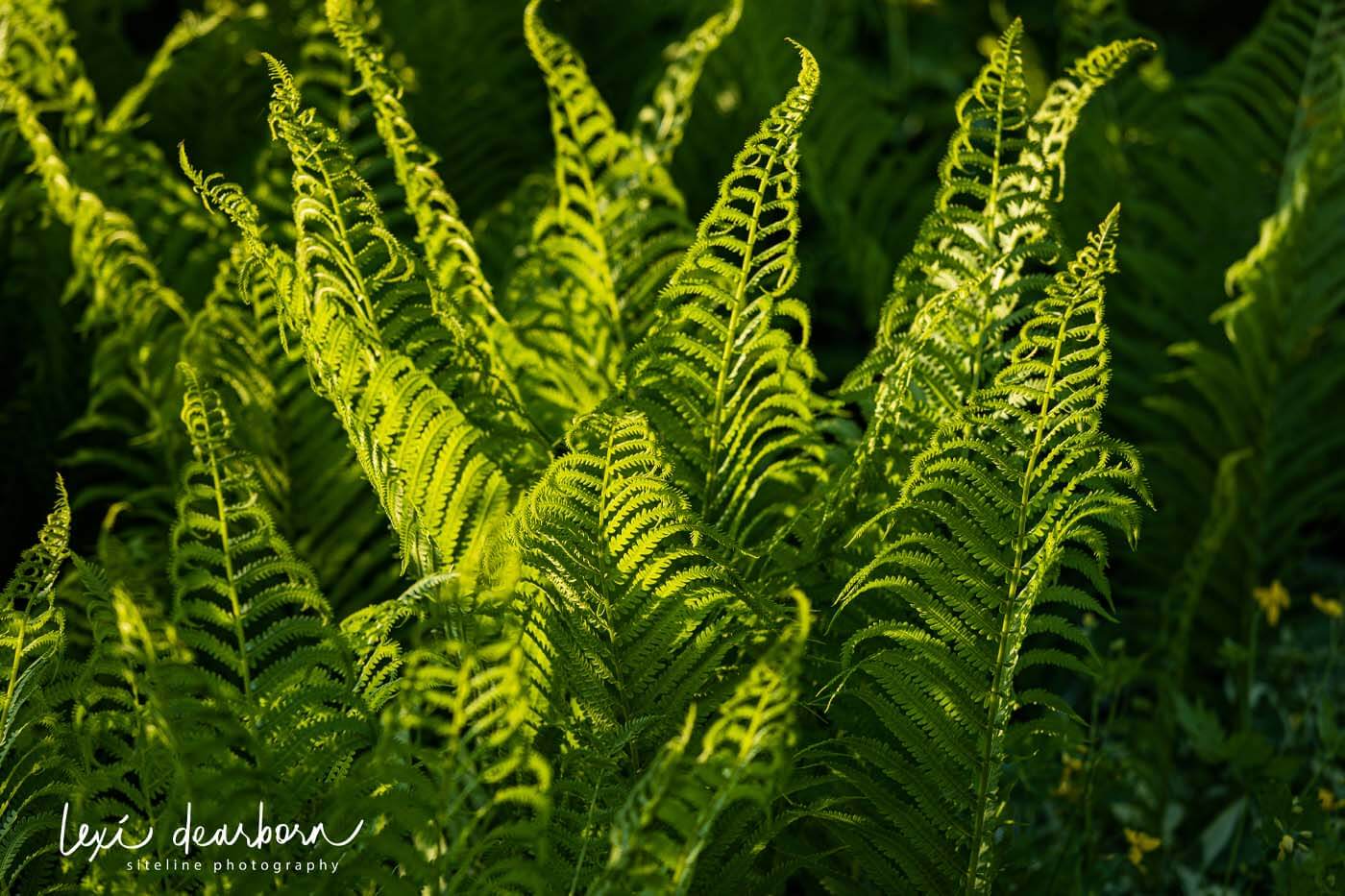 How much sun does my garden receive? And, why is this so important ...