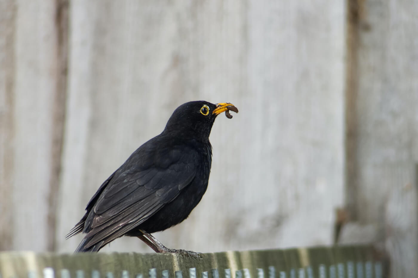 Select native plants to encourage songbirds and caterpillars to your ...